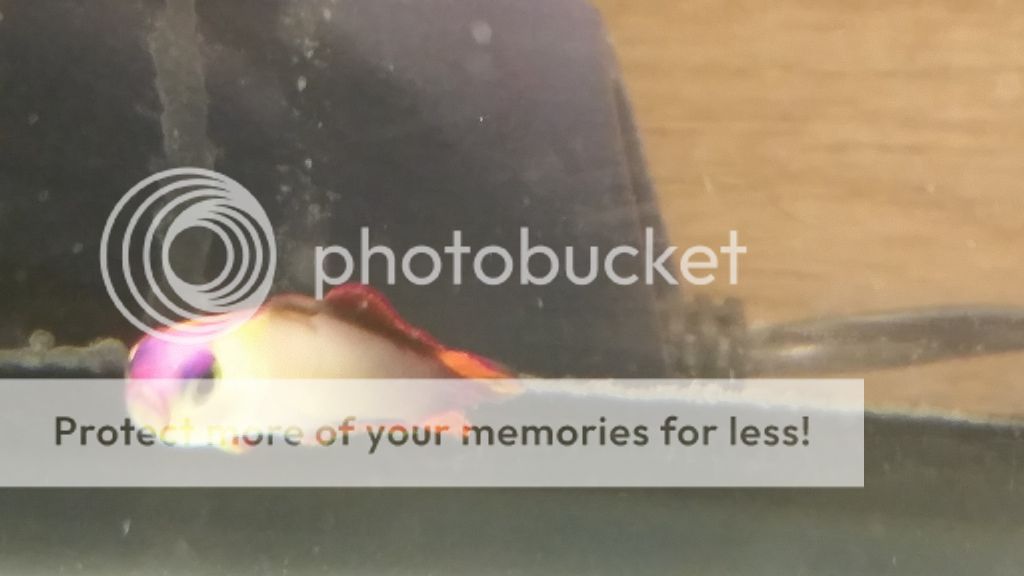 Spot on Dorsal fin? New Problem! | Reef2Reef